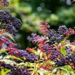 The Only Plants Soldiers Looked For During The Civil War