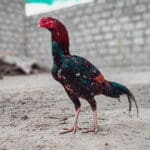These Are The Most Dangerous Chicken Breeds