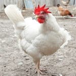 These Are The Most Dangerous Chicken Breeds