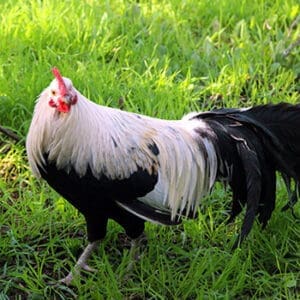These Are The Most Dangerous Chicken Breeds
