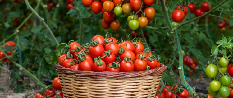 Tomato Myths - Self Sufficient Projects