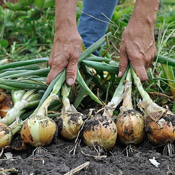 Onions - Self Sufficient Projects