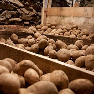 Why You Should Cure Potatoes Before Store Them for Winter