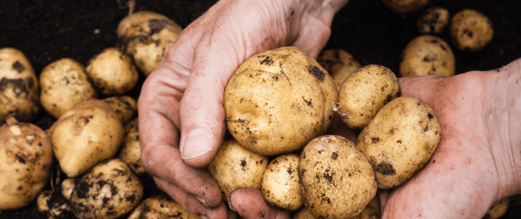 DIY Potato Growing Box - Self Sufficient Projects