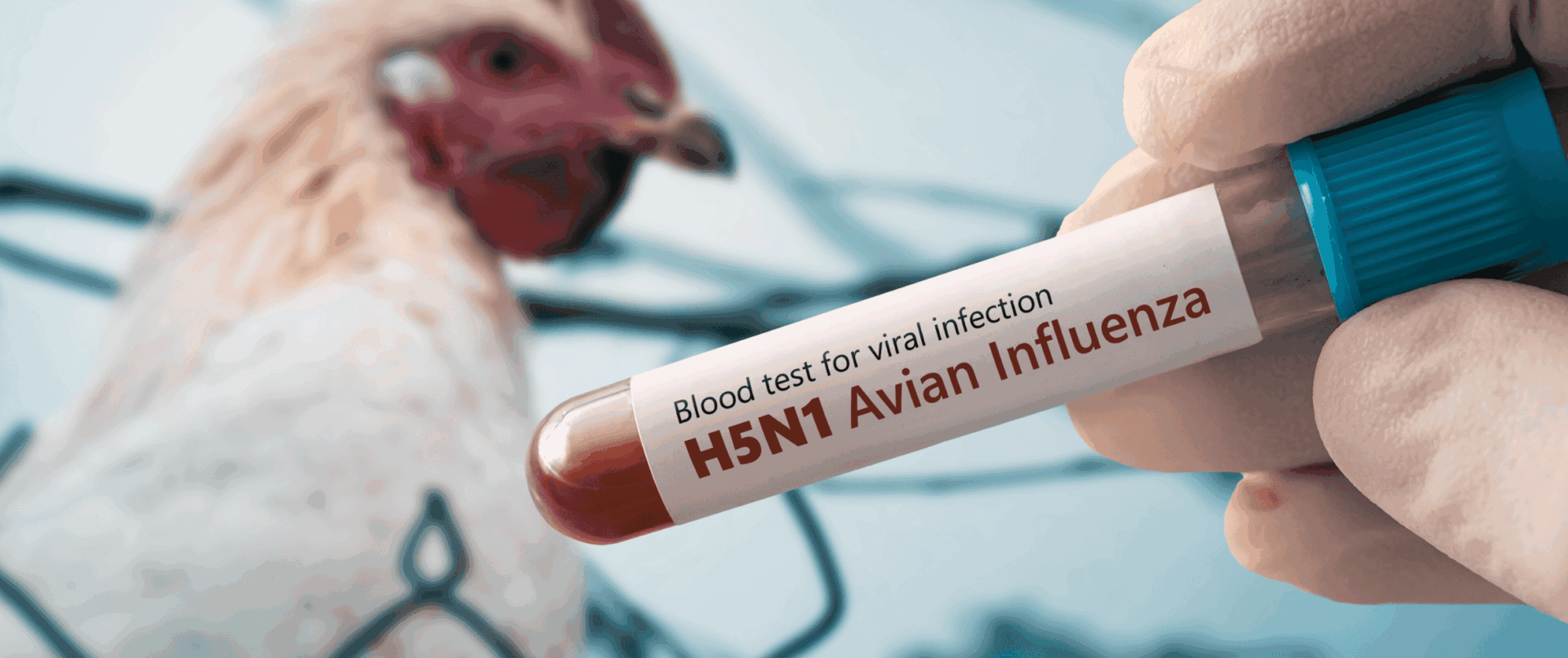 Can You Catch Bird Flu From Chickens? What No One’s Telling You