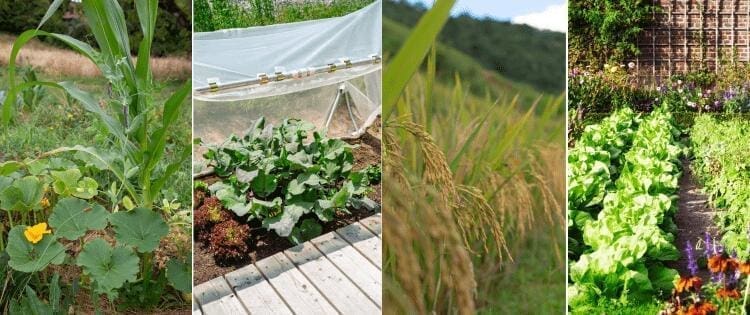 Gardening Tips Learned from Native Americans - Self Sufficient Projects