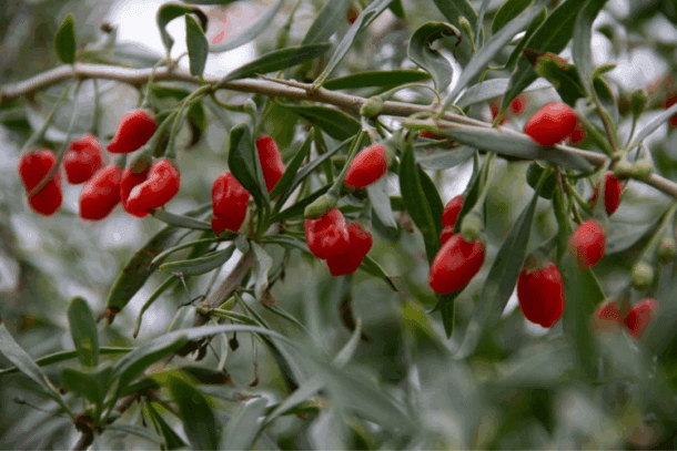 The Ultimate Guide to Growing Goji Berries: A Superfood in Your ...