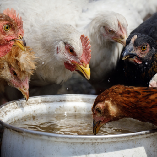 Homemade Chicken Feed Recipes - Self Sufficient Projects