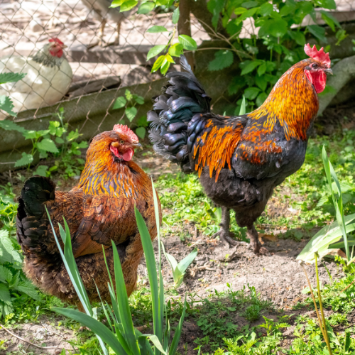 Homemade Chicken Feed Recipes - Self Sufficient Projects