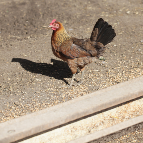 Homemade Chicken Feed Recipes - Self Sufficient Projects