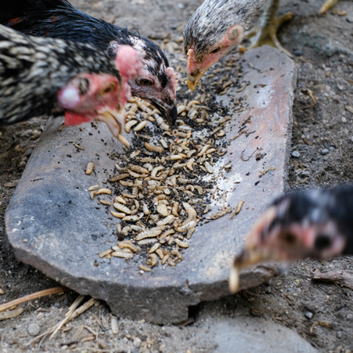 Homemade Chicken Feed Recipes - Self Sufficient Projects