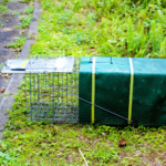 Mole Management: How to Identify Mole Activity and Protect Your Crops ...