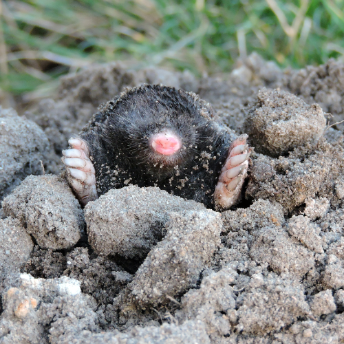 Mole Management: How to Identify Mole Activity and Protect Your Crops ...