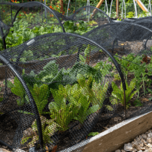 Mole Management: How to Identify Mole Activity and Protect Your Crops ...