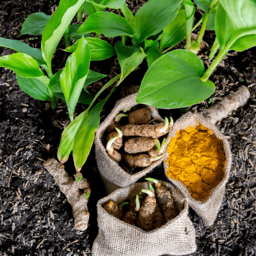 Turmeric for Plants? Sprinkle It in Your Garden and Watch What Happens ...