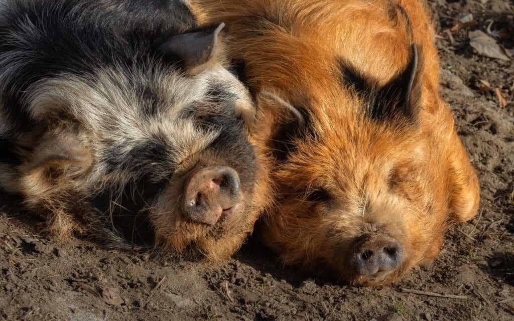 Growing Kunekune Pigs: A Practical Guide for Self-Reliant Homesteads ...