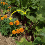 12 Amish Farming Secrets Every Homesteader Should Know - Self ...