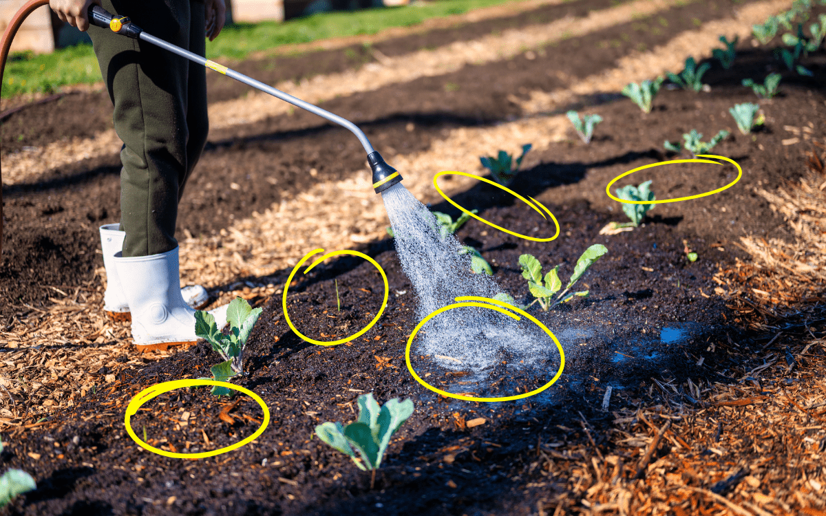 How Planting in Rows Could Destroy your Garden - Self Sufficient Projects