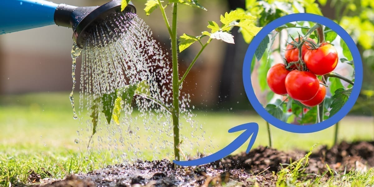 The Natural Garden Booster Hidden in Most American Kitchens - Self ...