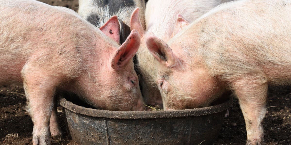 What Do Pigs Eat? A Practical Guide for Healthy, Happy Animals - Self ...